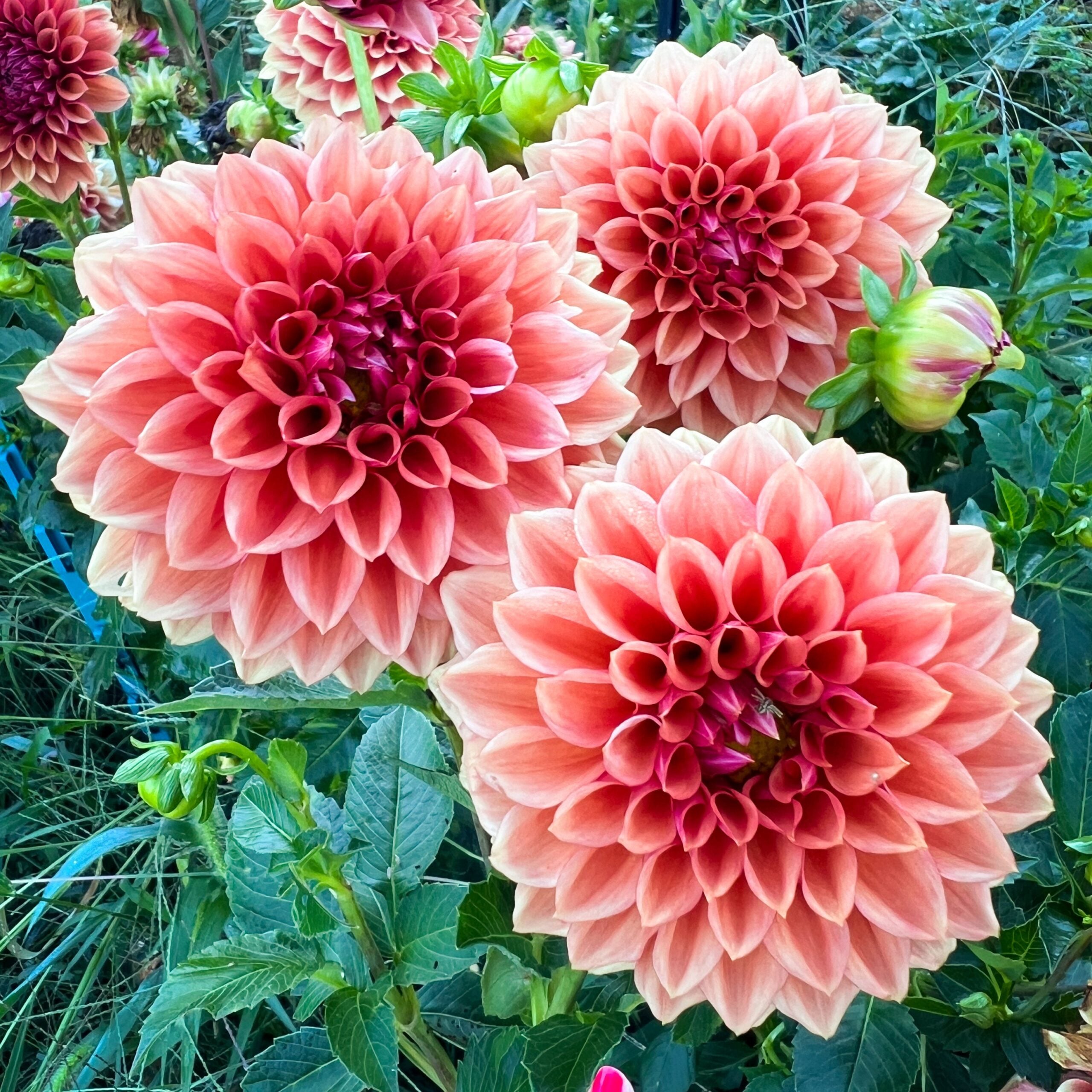 Living Life in Full Bloom - Morgantown magazine
